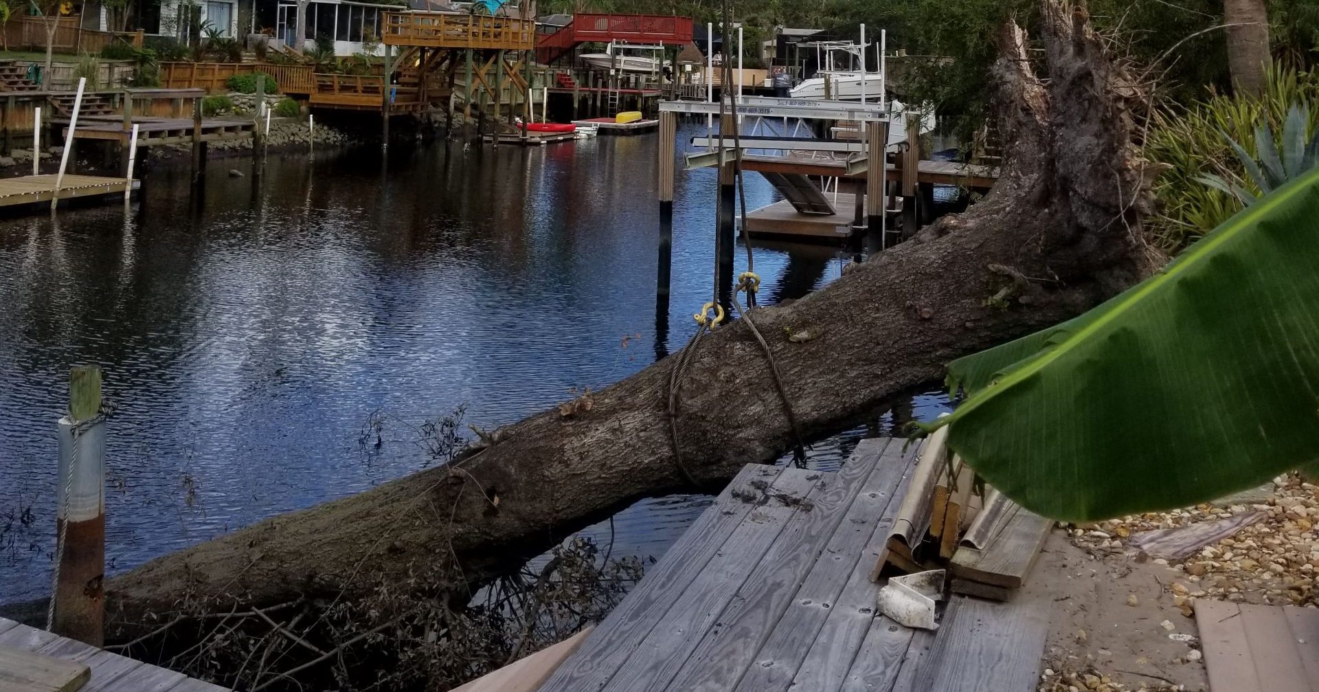 Tree Root Removal or Grinding? | Bushor's Tree Surgeons