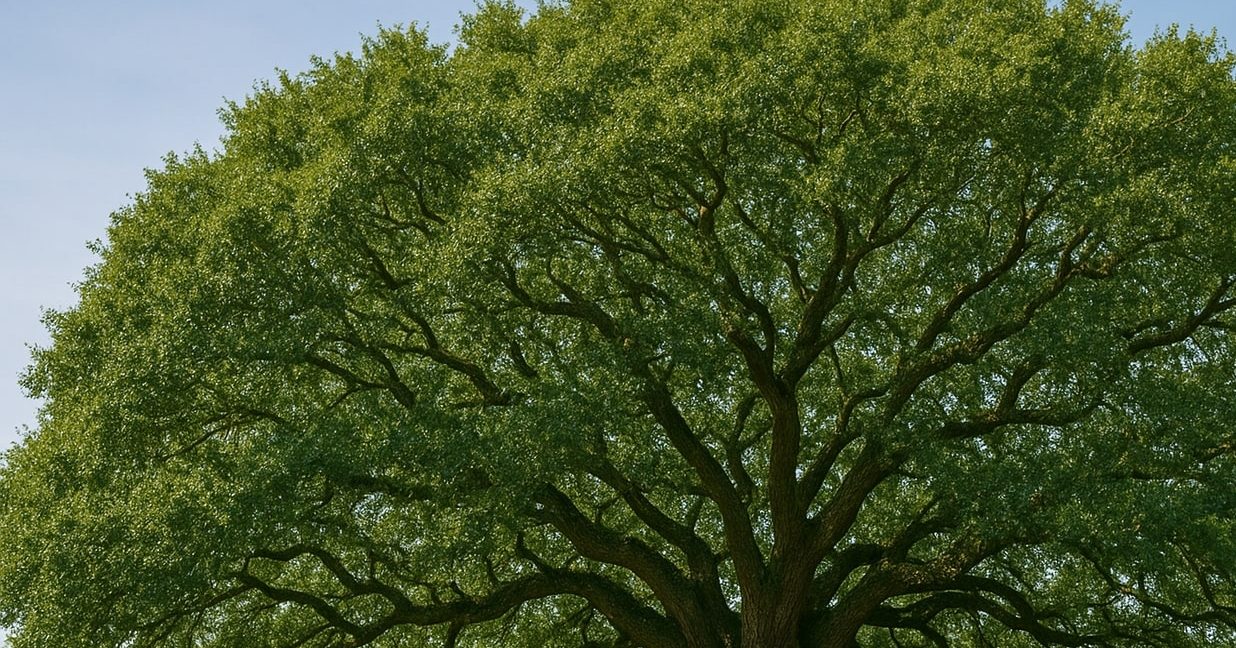How to Care for a Southern Live Oak Tree