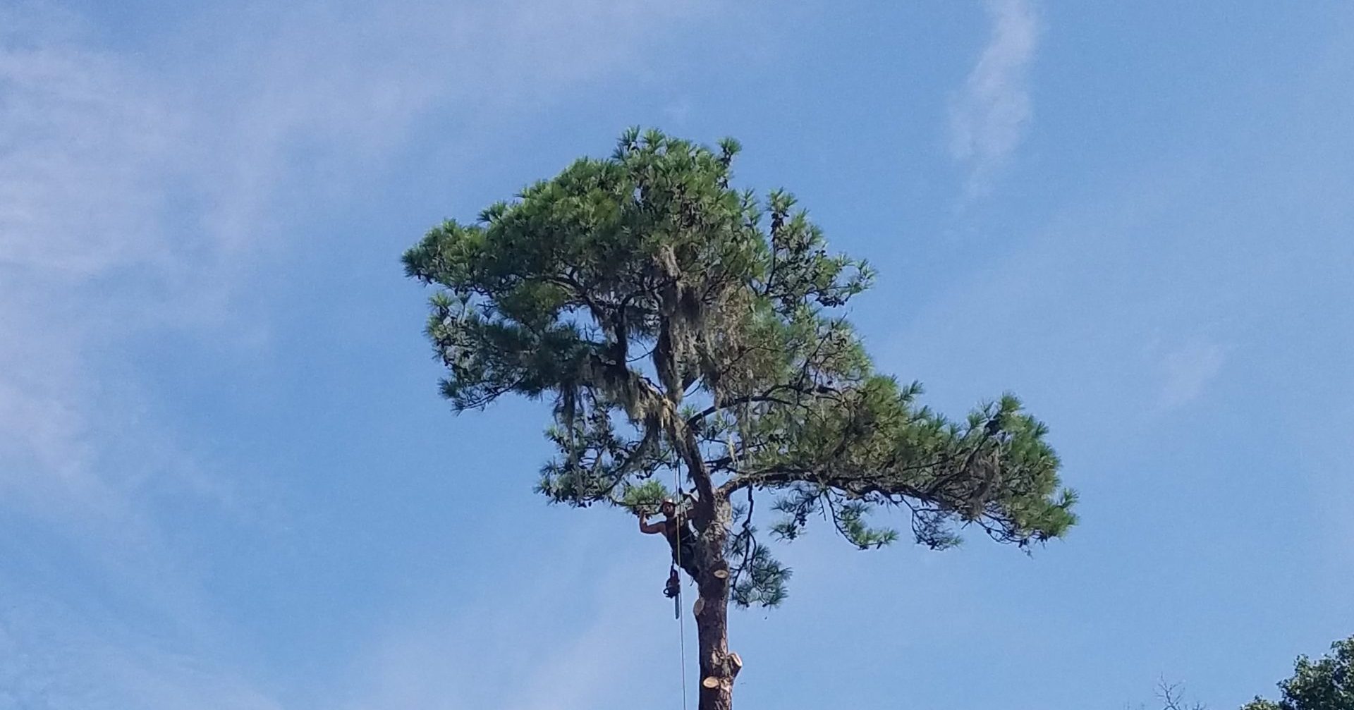 Common Loblolly Pine Diseases and How to Spot Them
