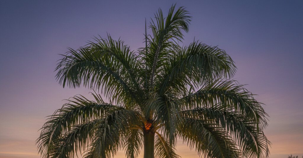 Palm & Shade Tree Trimming | Bushor Tree Surgeons